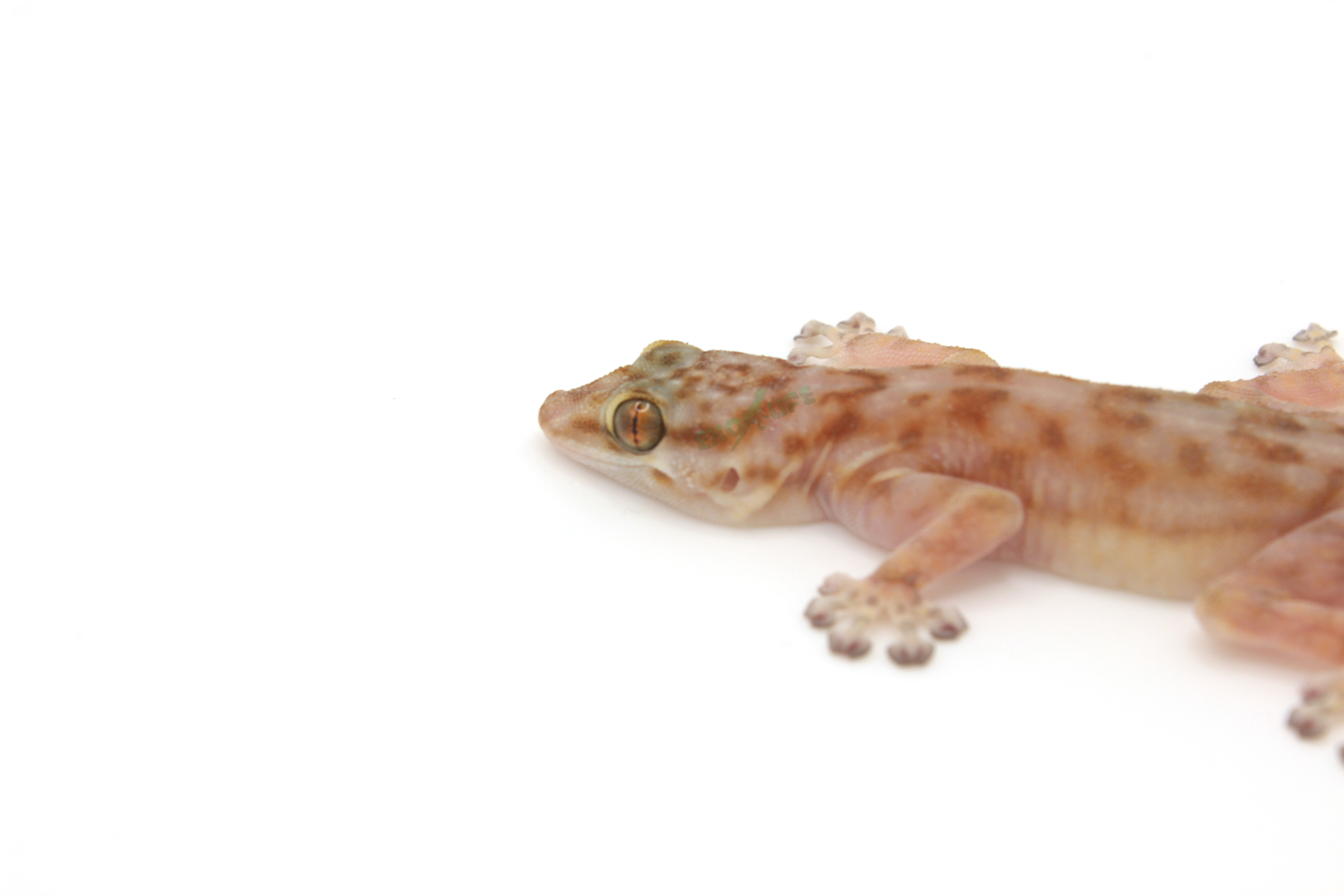 Вееропалый геккон (Ptyodactylus togoensis) купить в Москве по цене 4 ...