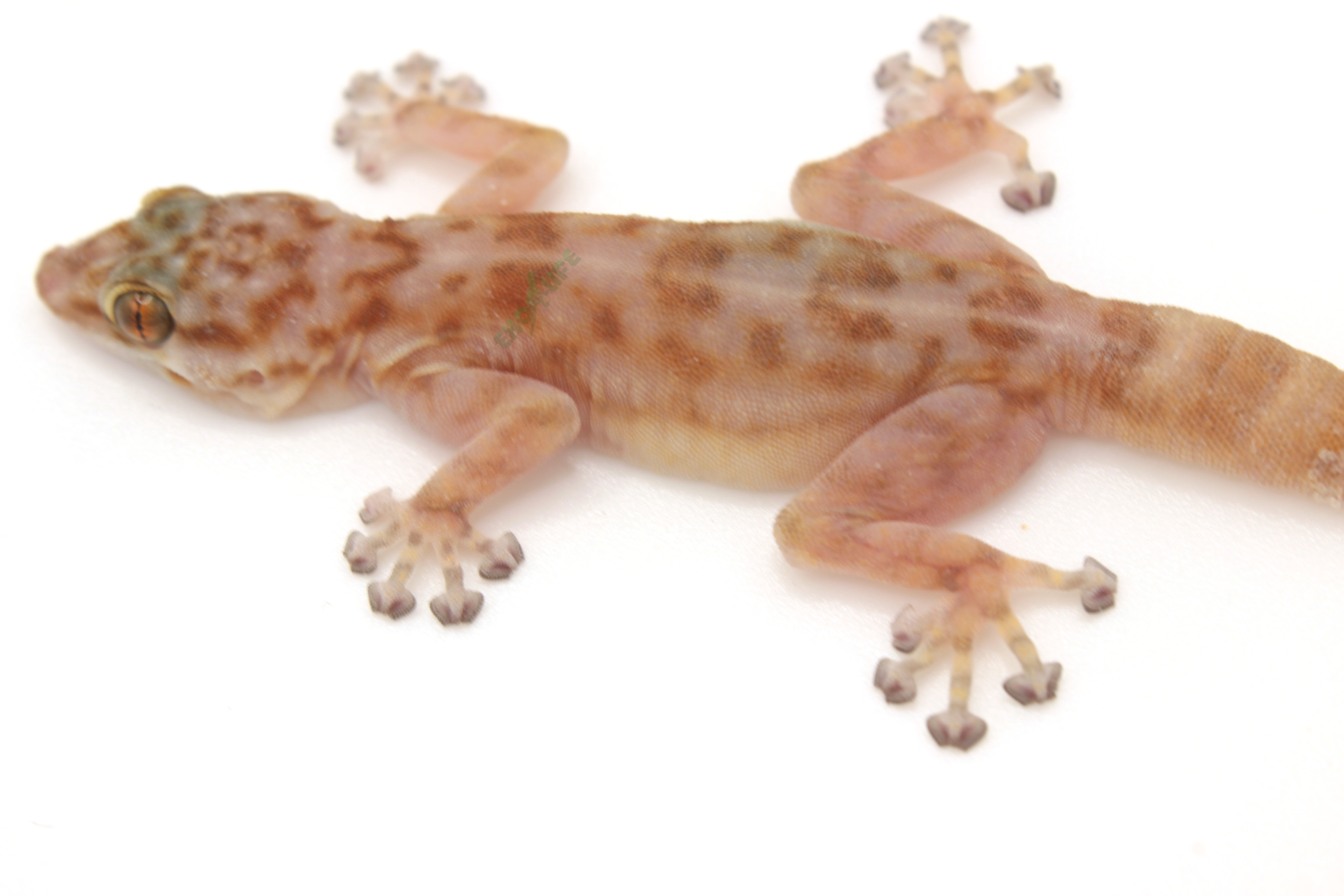 Вееропалый геккон (Ptyodactylus togoensis) купить в Москве по цене 4 ...